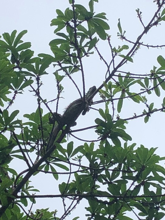 Costa Rica – Pococí – Costa Rica