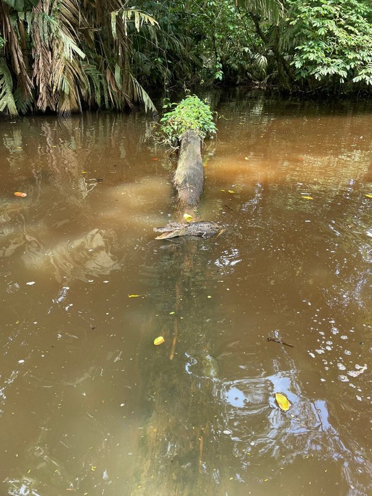 Costa Rica – Pococí – Costa Rica