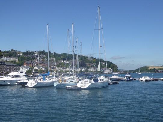 Two Bullocks on a Boat in Eire – Monkstown – Ireland